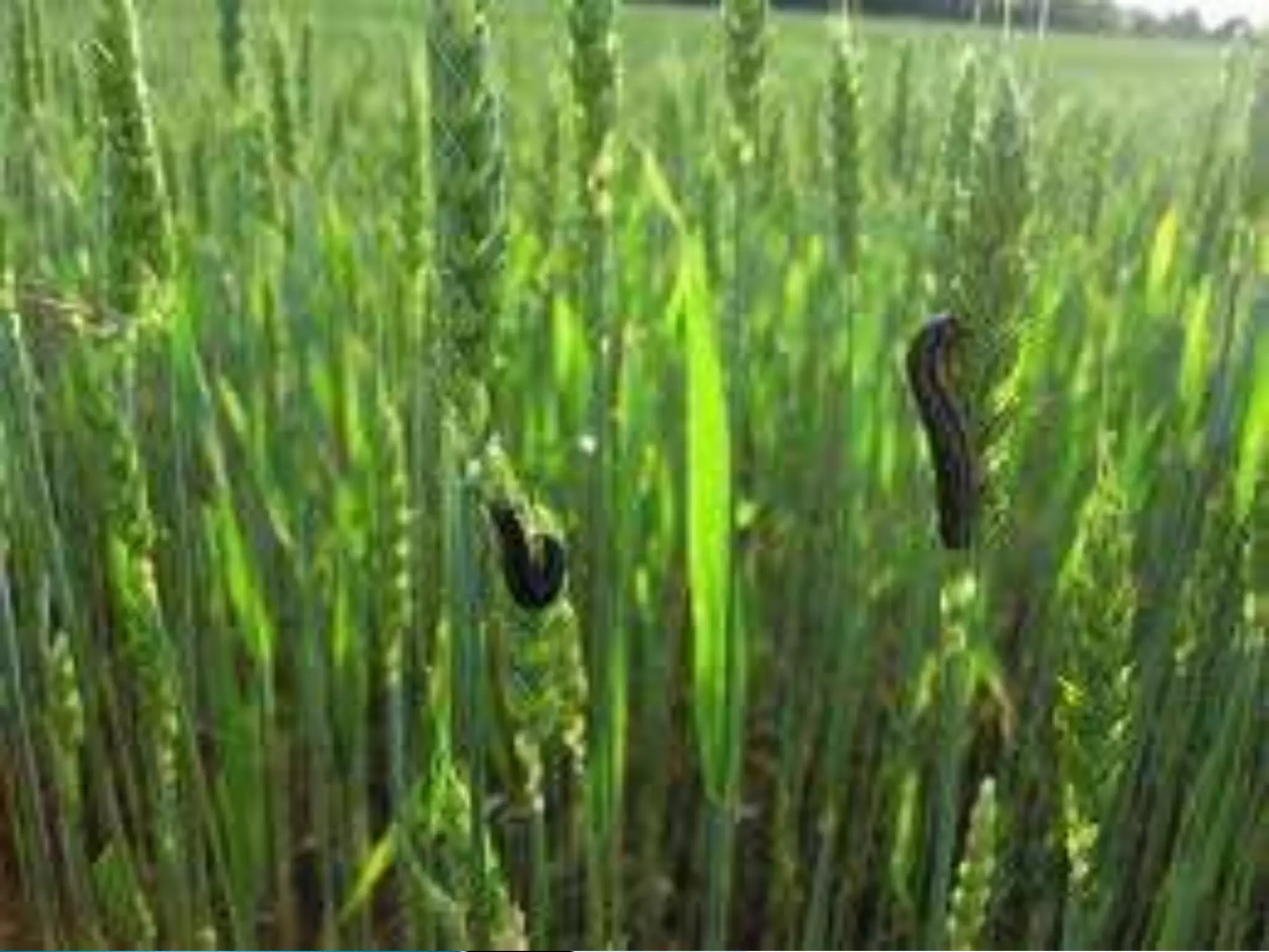Pests of cereals Pakistan Wheat Aphid Wheat Armyworm Wheat stem fly | PPTX