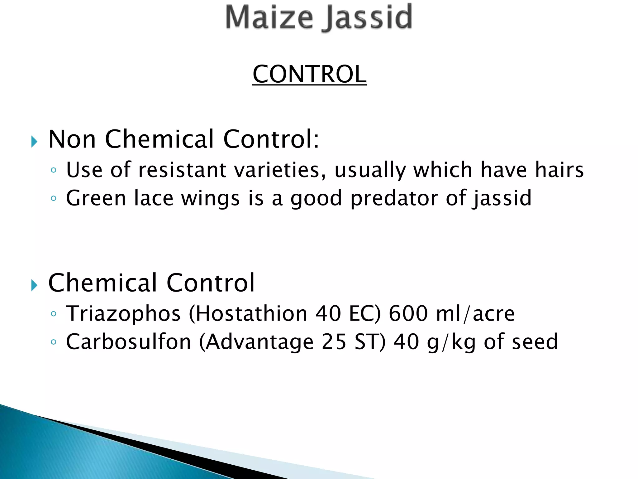 Pests of cereals Pakistan Wheat Aphid Wheat Armyworm Wheat stem fly | PPTX