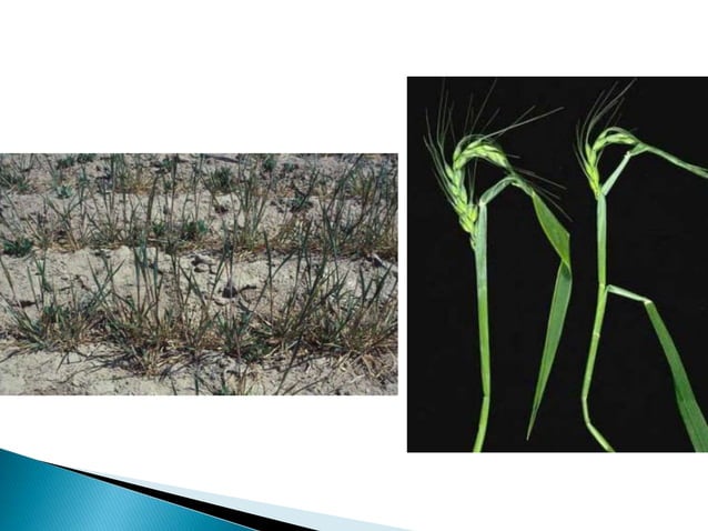 Pests of cereals Pakistan Wheat Aphid Wheat Armyworm Wheat stem fly | PPTX