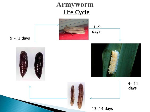 Pests of cereals Pakistan Wheat Aphid Wheat Armyworm Wheat stem fly | PPTX