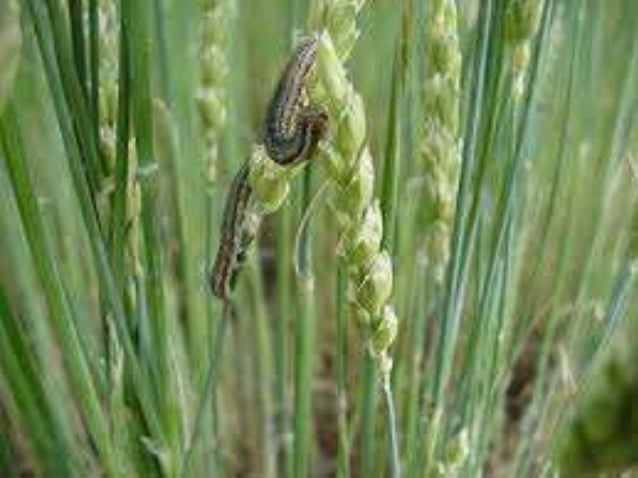 Pests of cereals Pakistan Wheat Aphid Wheat Armyworm Wheat stem fly | PPTX