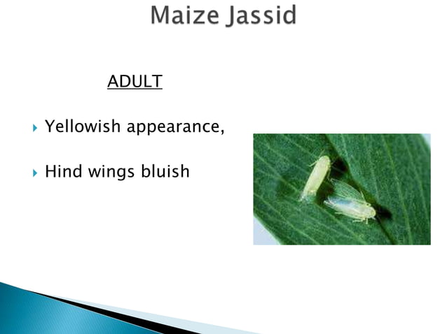 Pests of cereals Pakistan Wheat Aphid Wheat Armyworm Wheat stem fly | PPTX