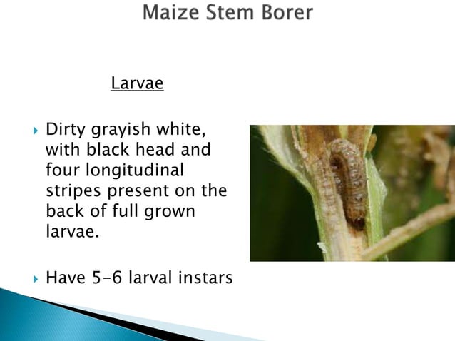 Pests of cereals Pakistan Wheat Aphid Wheat Armyworm Wheat stem fly | PPTX