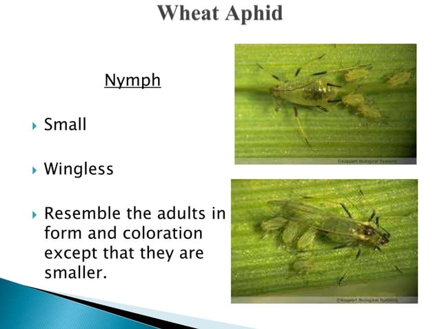 Pests of cereals Pakistan Wheat Aphid Wheat Armyworm Wheat stem fly | PPTX