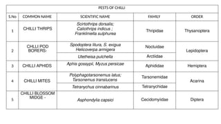 SOME IMPORTANT PESTS OF CHILLI.pptx. | PPTX