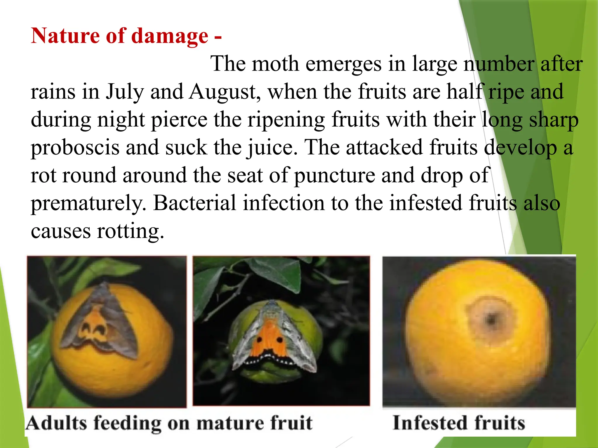 Pests of Citrus, their damage symptoms and management practices | PPTX