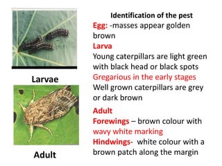 Pests of cole crops.pptx