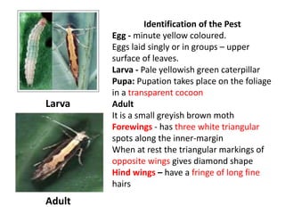 Pests of cole crops.pptx