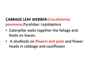 Pests of cole crops.pptx