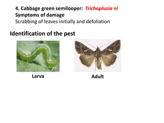 Pests of cole crops.pptx