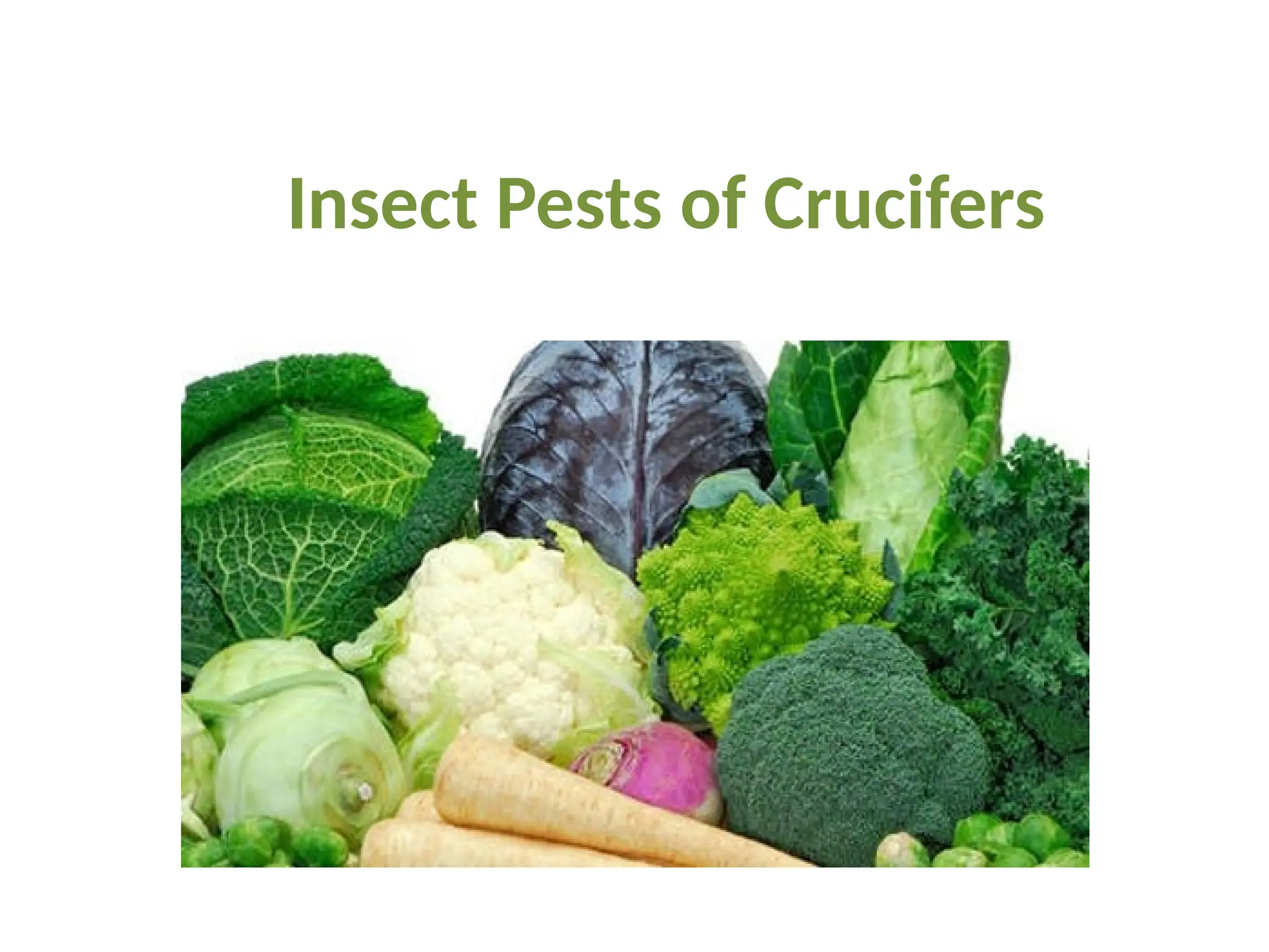 Pests of cole crops. and their management | PPT