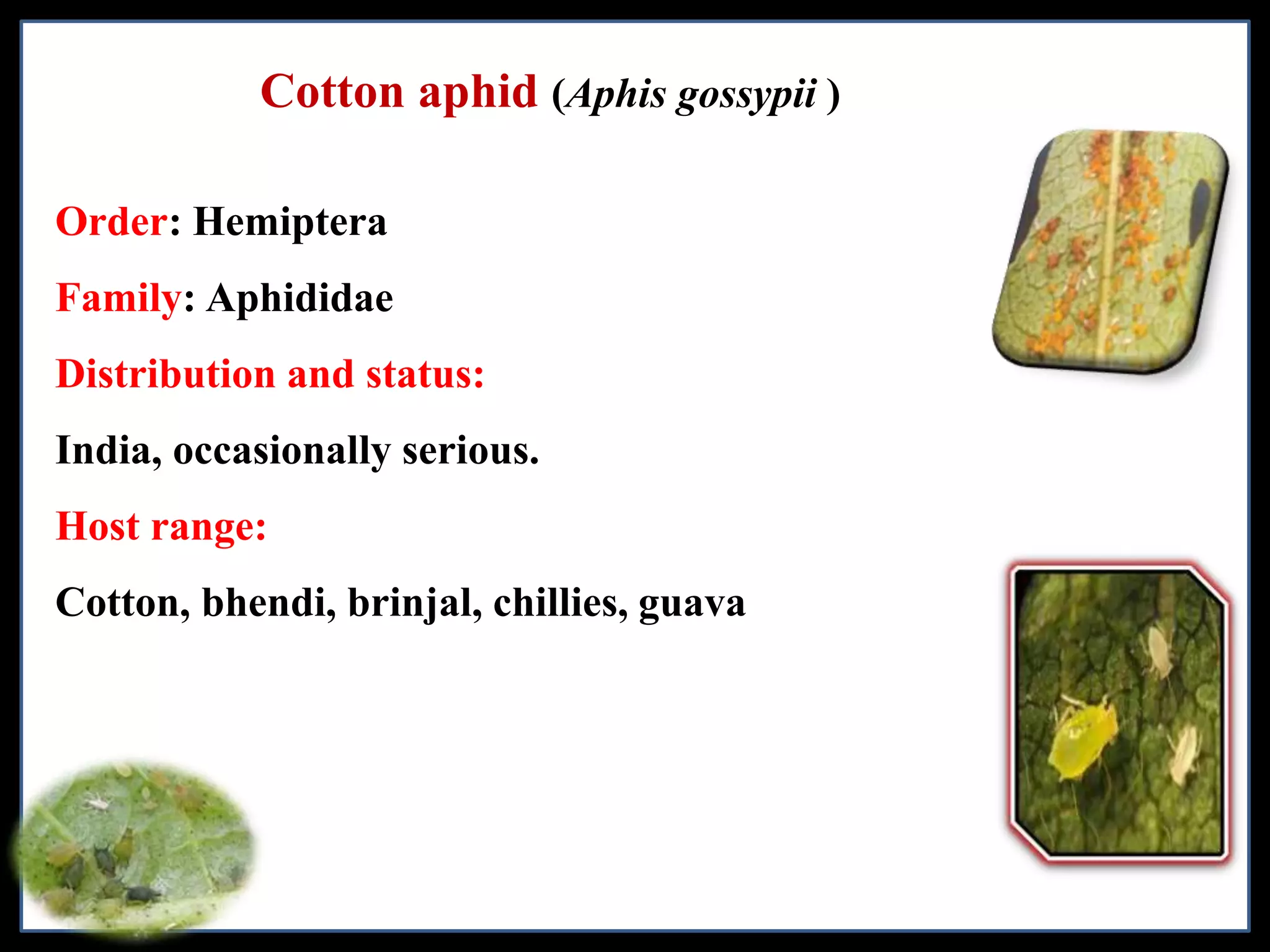 Pests of cotton and their management | PPTX