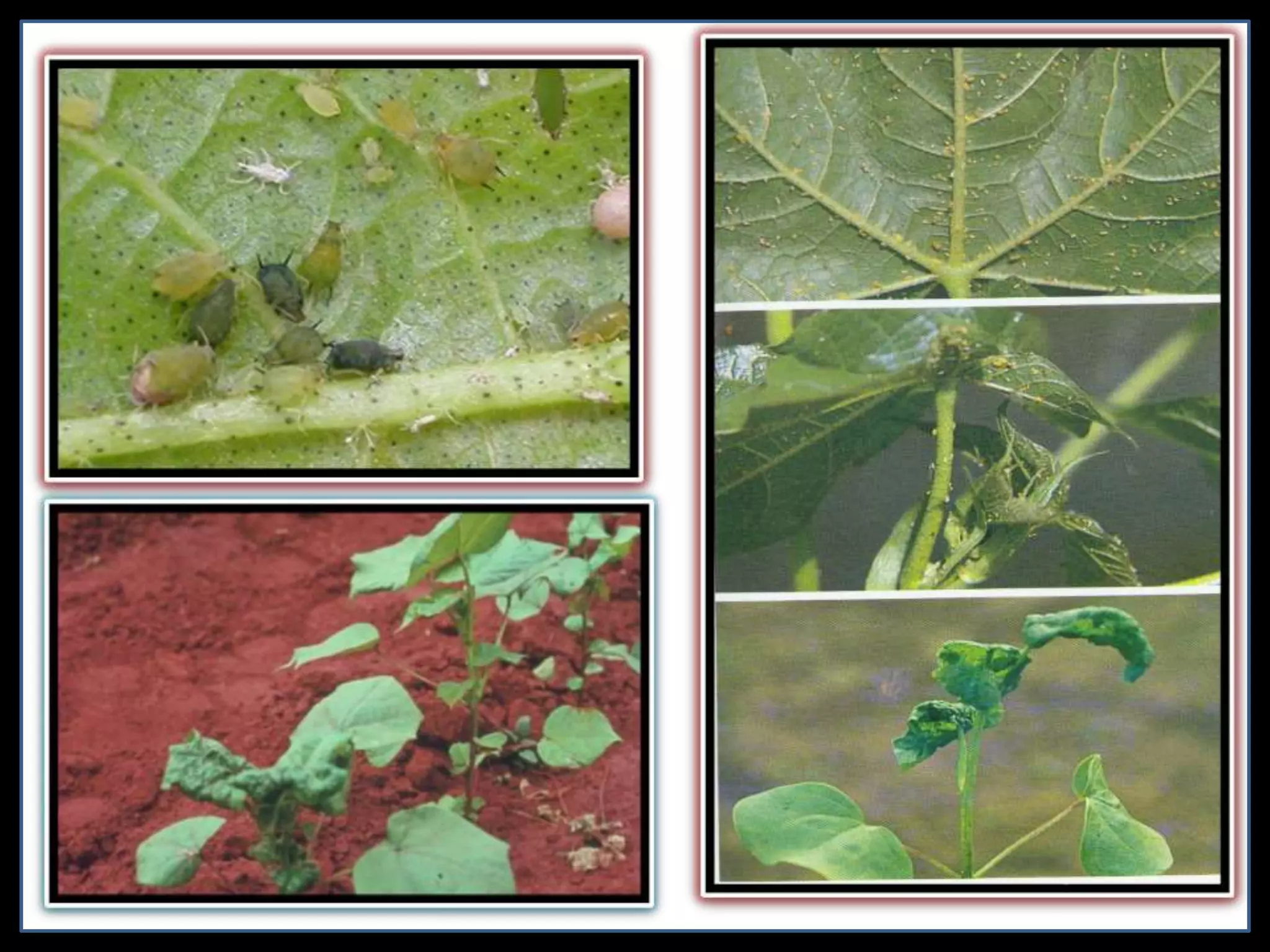 Pests of cotton and their management | PPTX