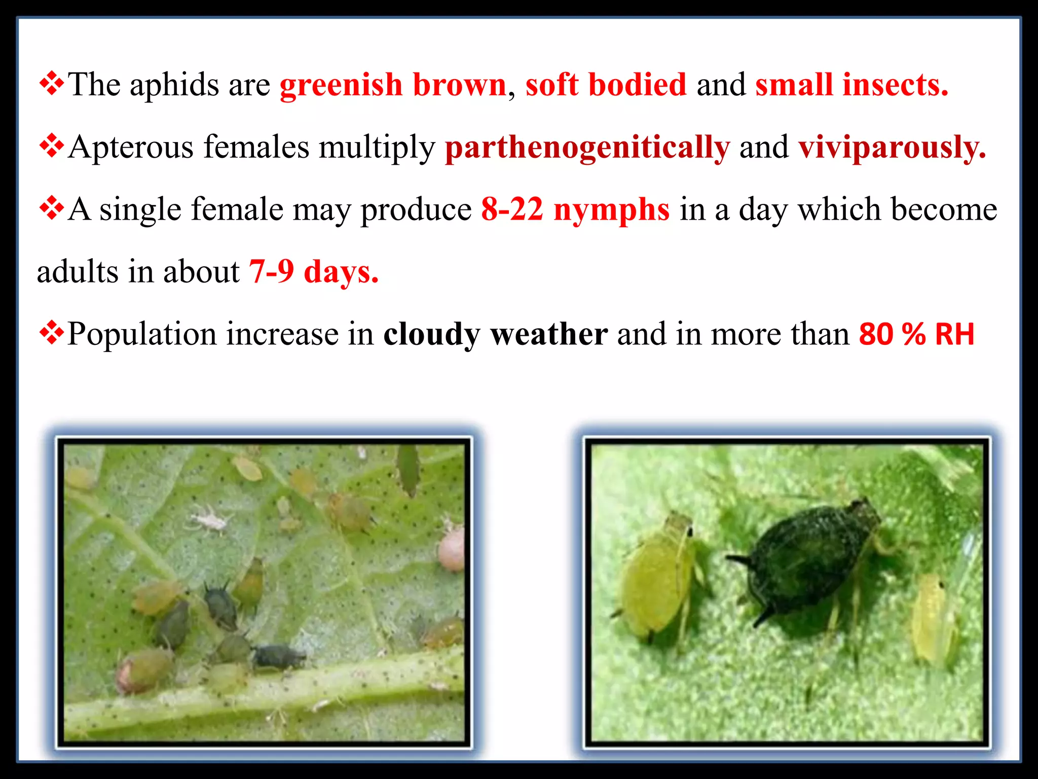 Pests of cotton and their management | PPTX