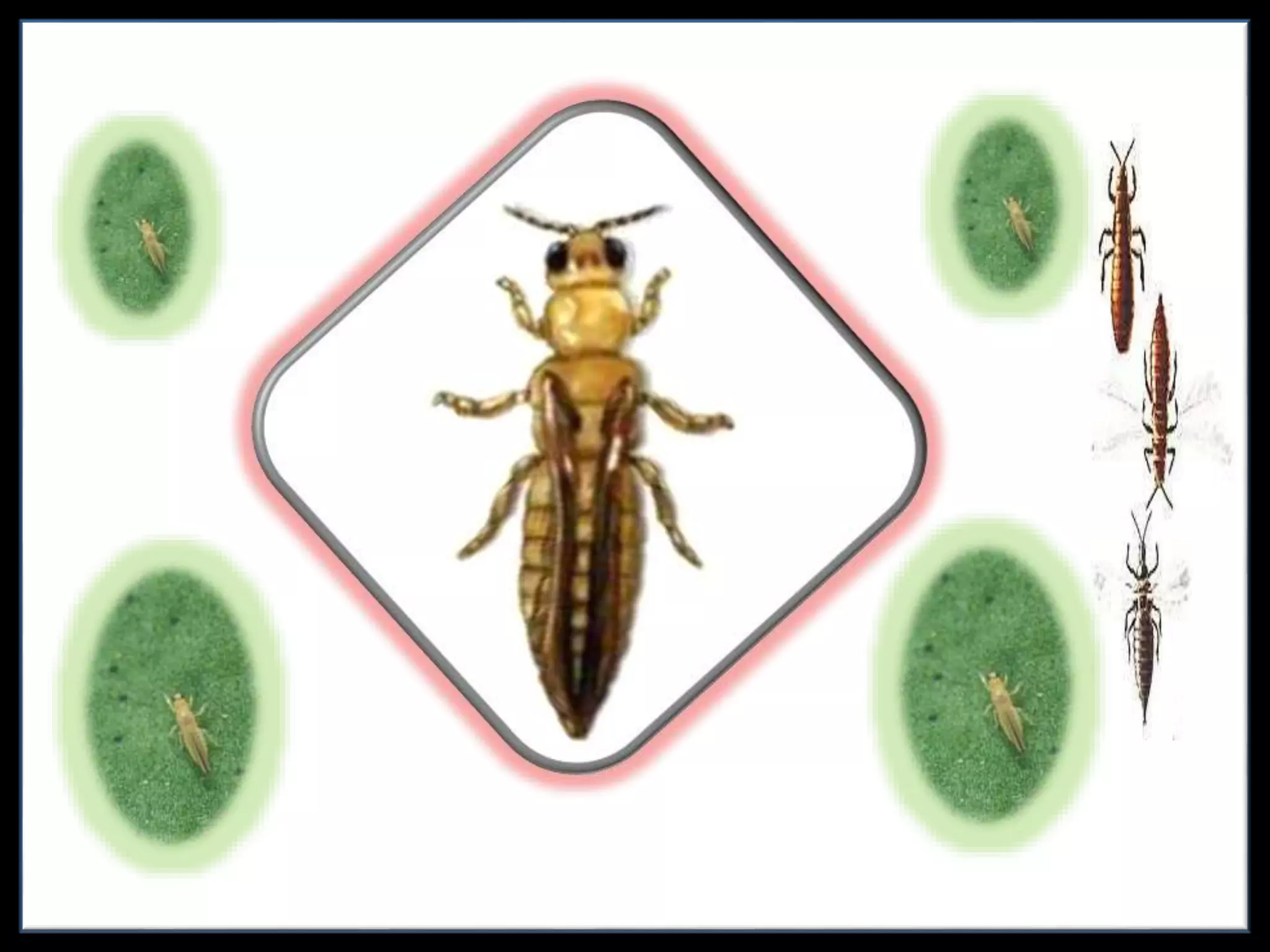 Pests of cotton and their management | PPTX