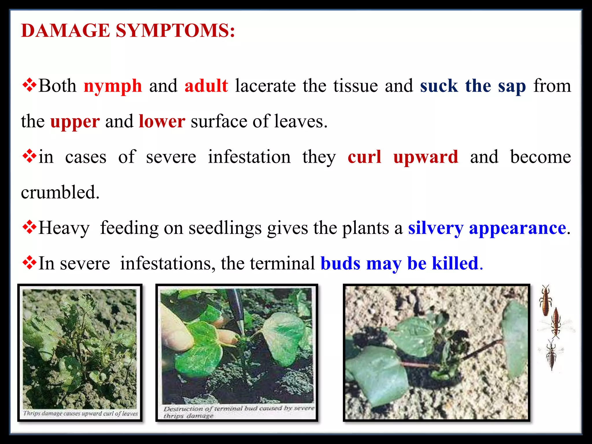 Pests of cotton and their management | PPTX