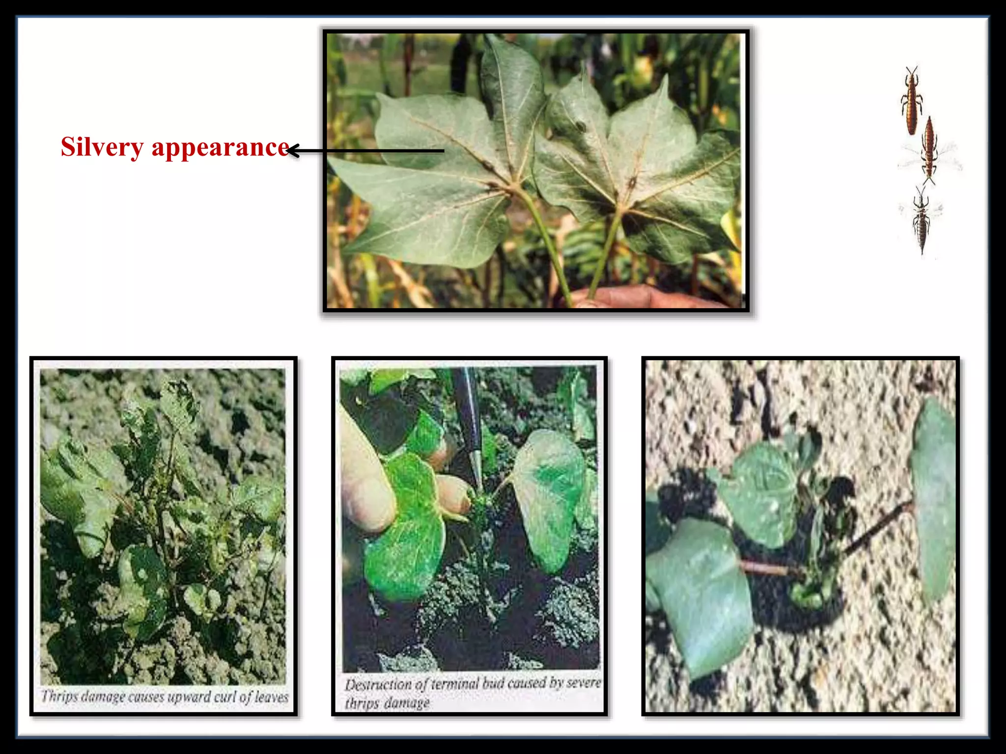 Pests of cotton and their management | PPTX