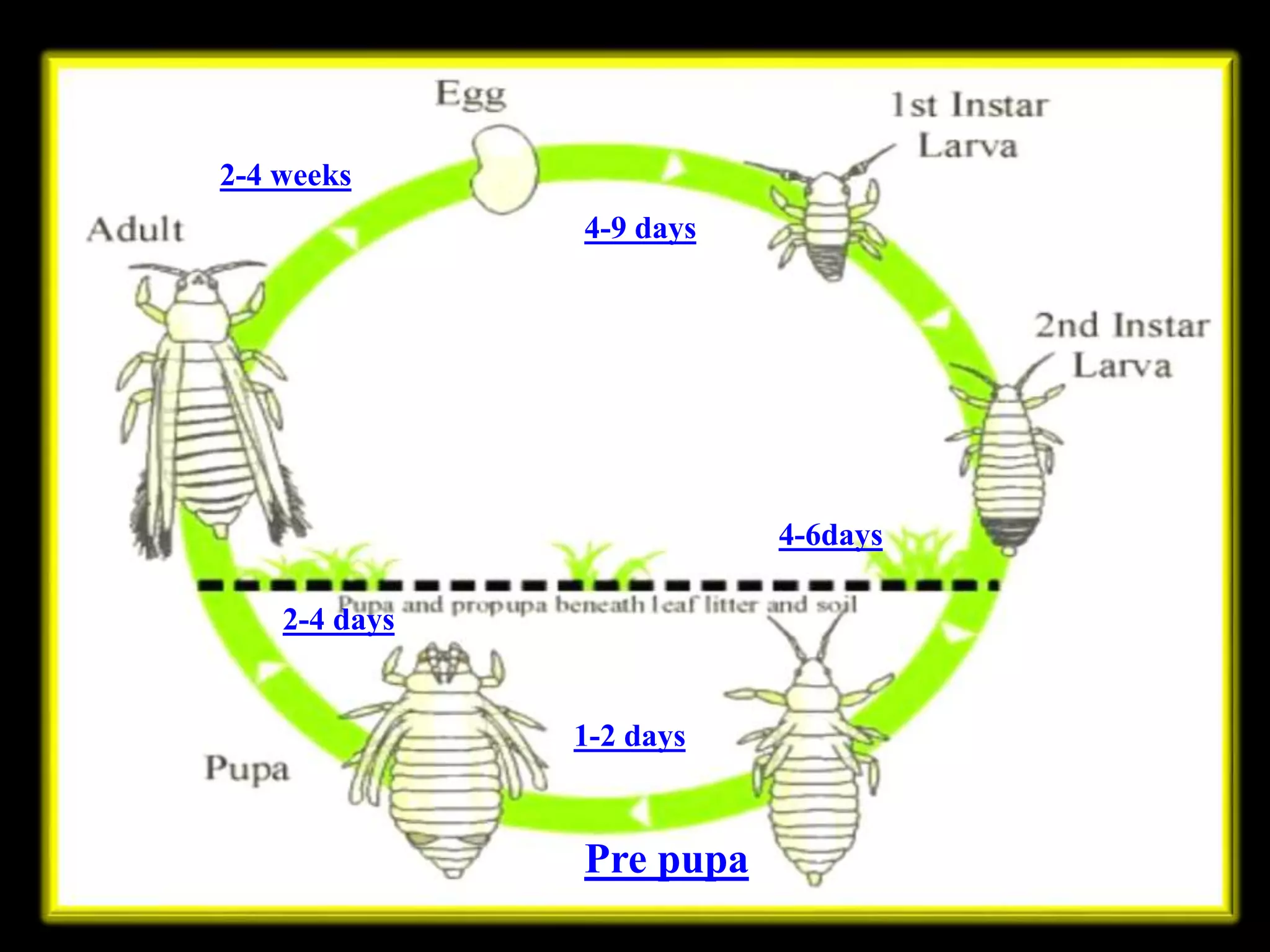Pests of cotton and their management | PPTX