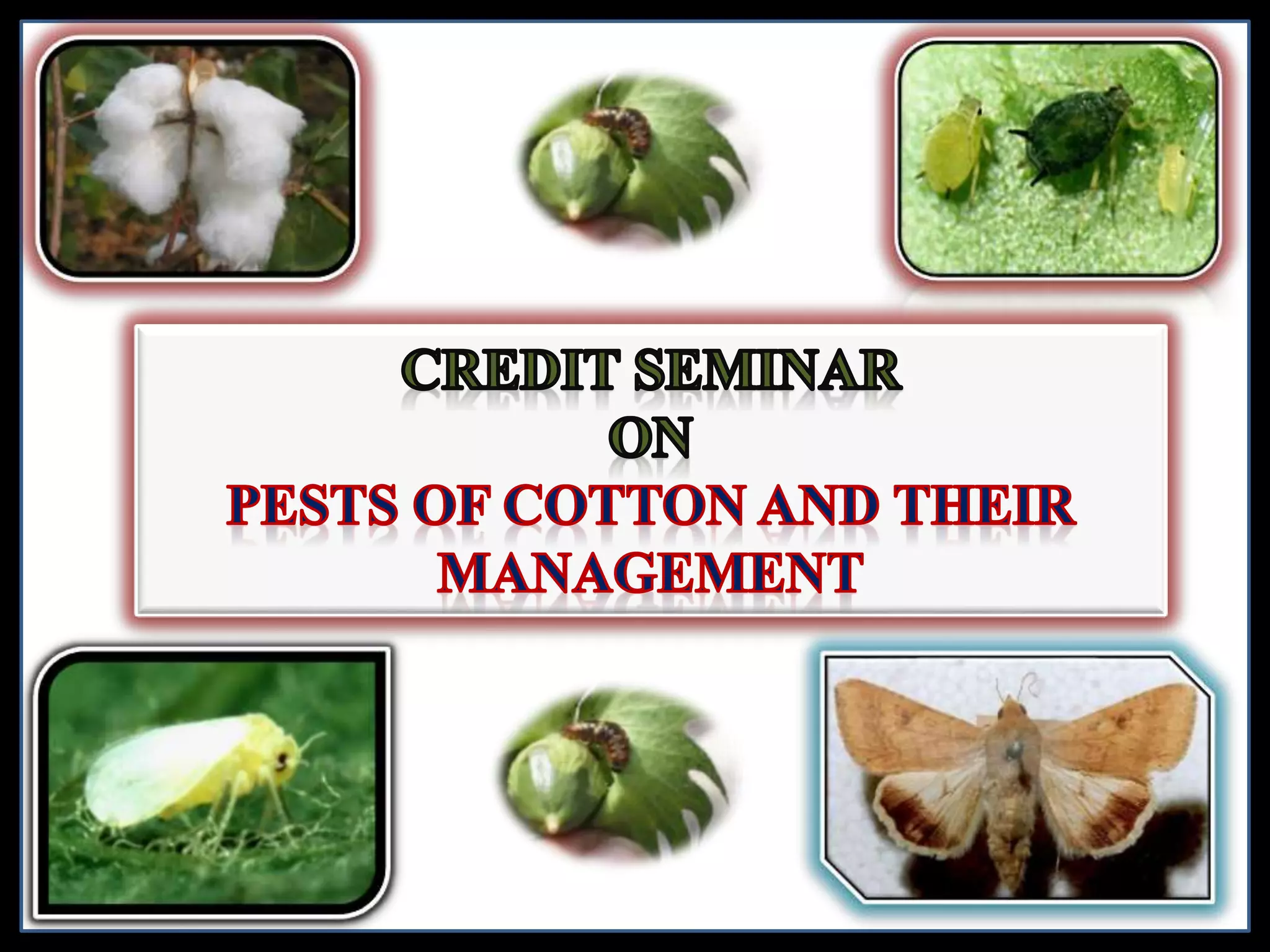 Pests of cotton and their management | PPTX