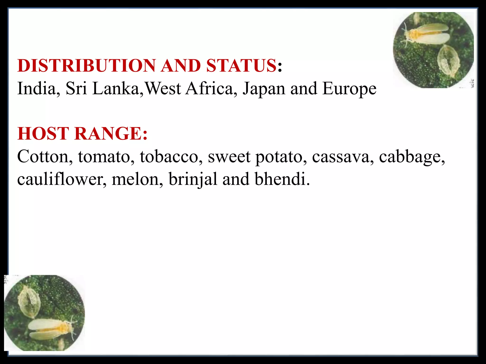 Pests of cotton and their management | PPTX