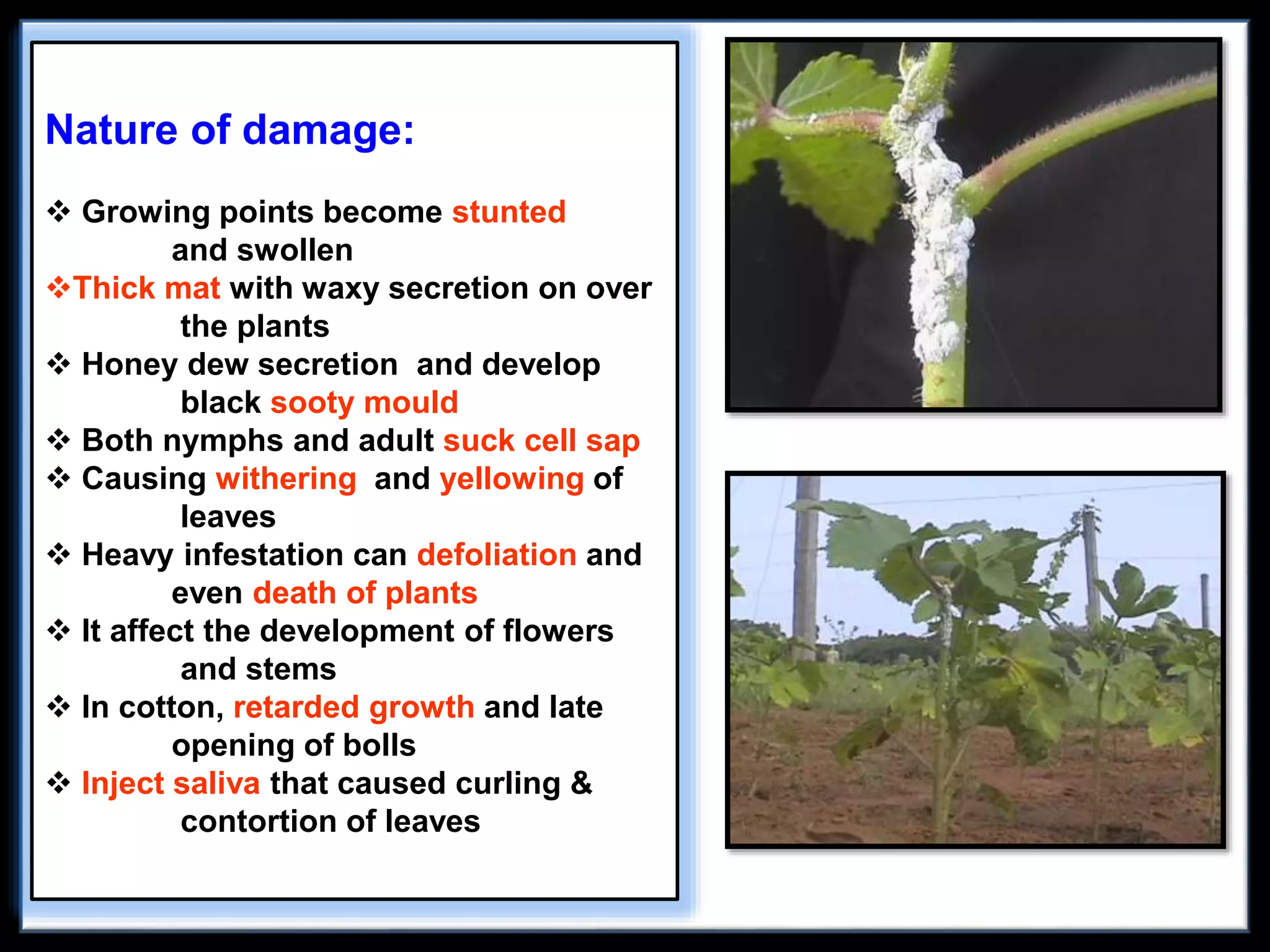 Pests of cotton and their management | PPTX
