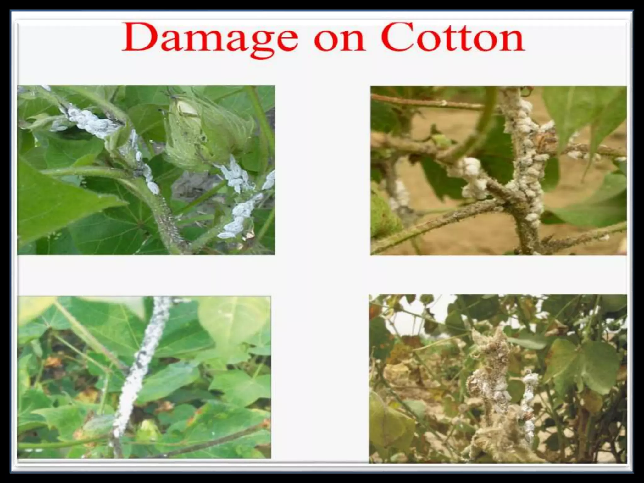 Pests of cotton and their management | PPTX