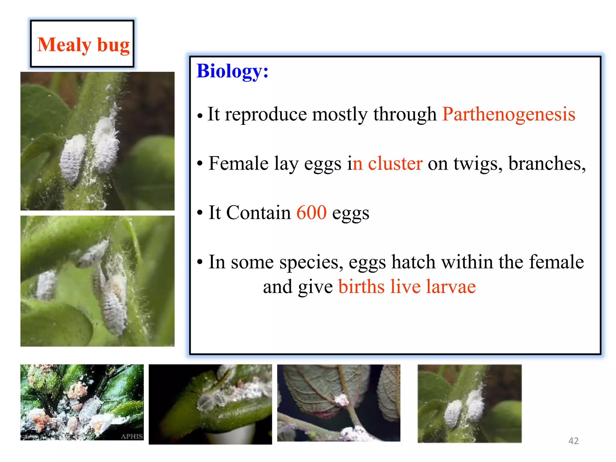 Pests of cotton and their management | PPTX