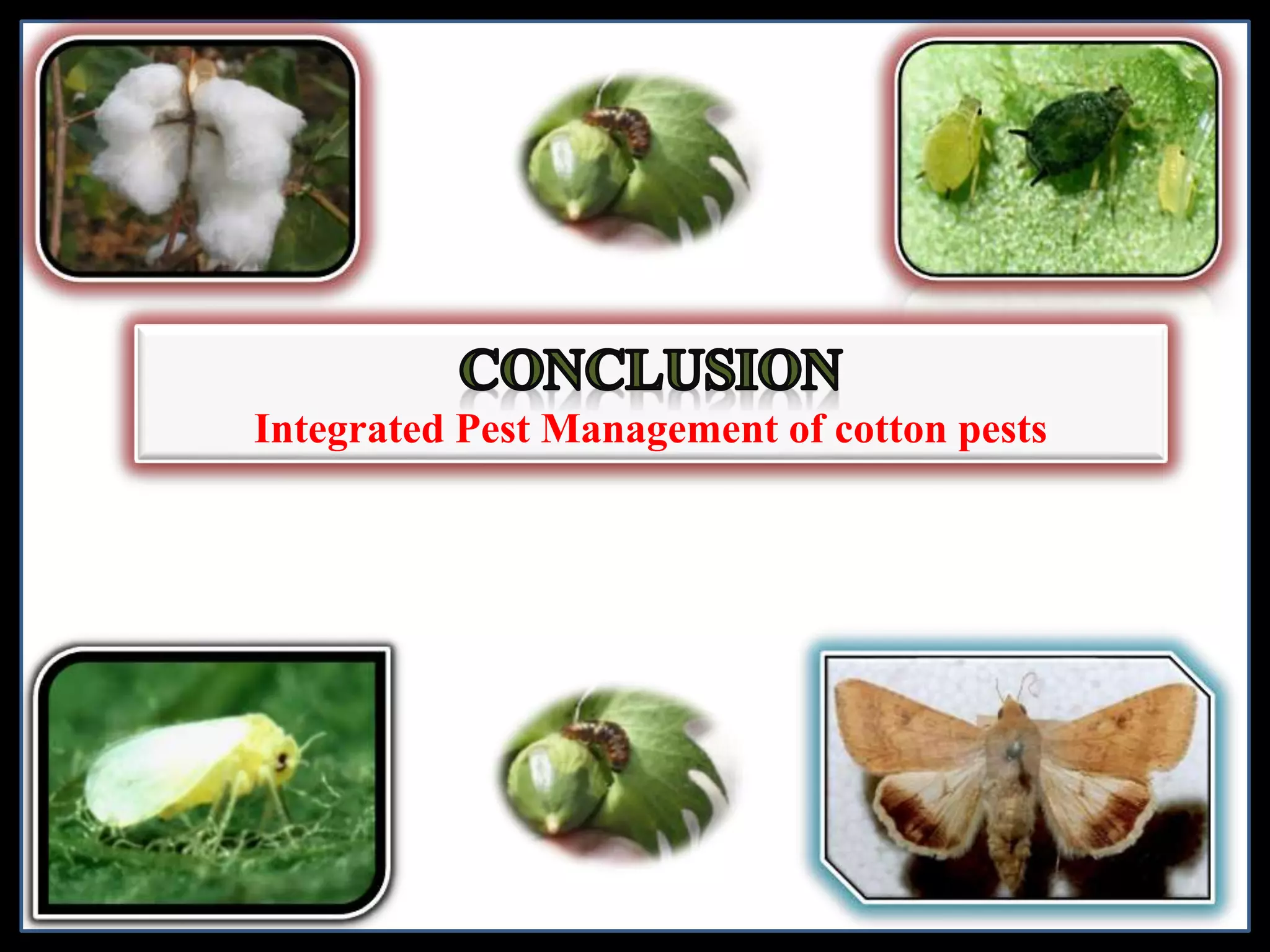 Pests of cotton and their management | PPTX