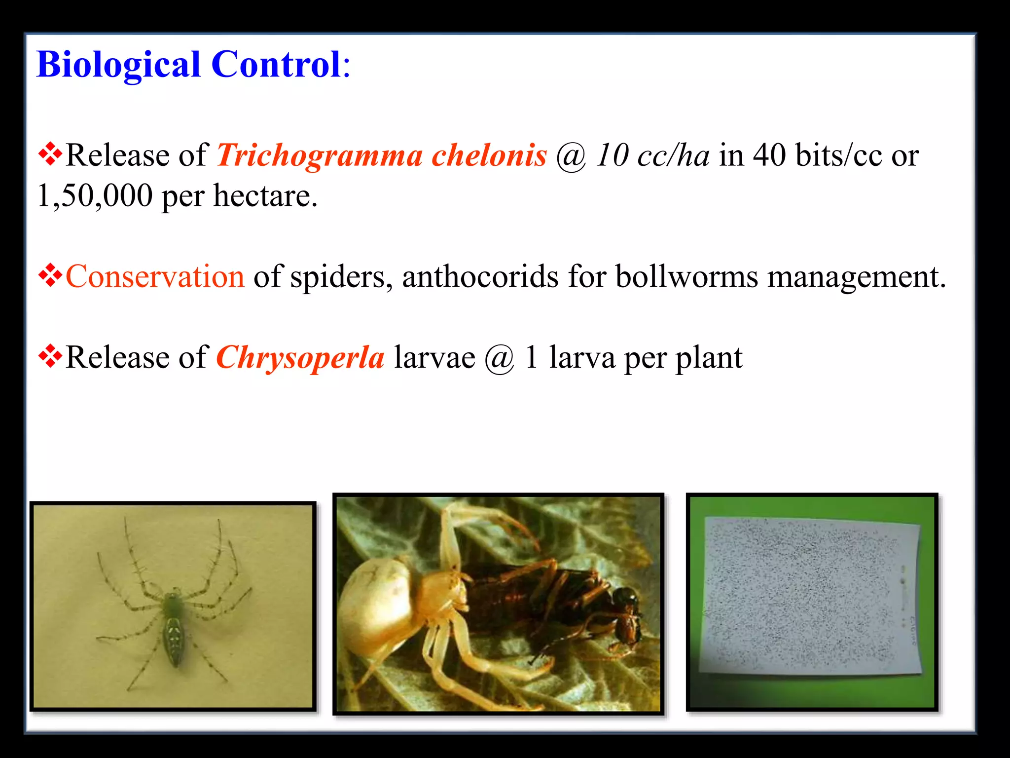 Pests of cotton and their management | PPTX