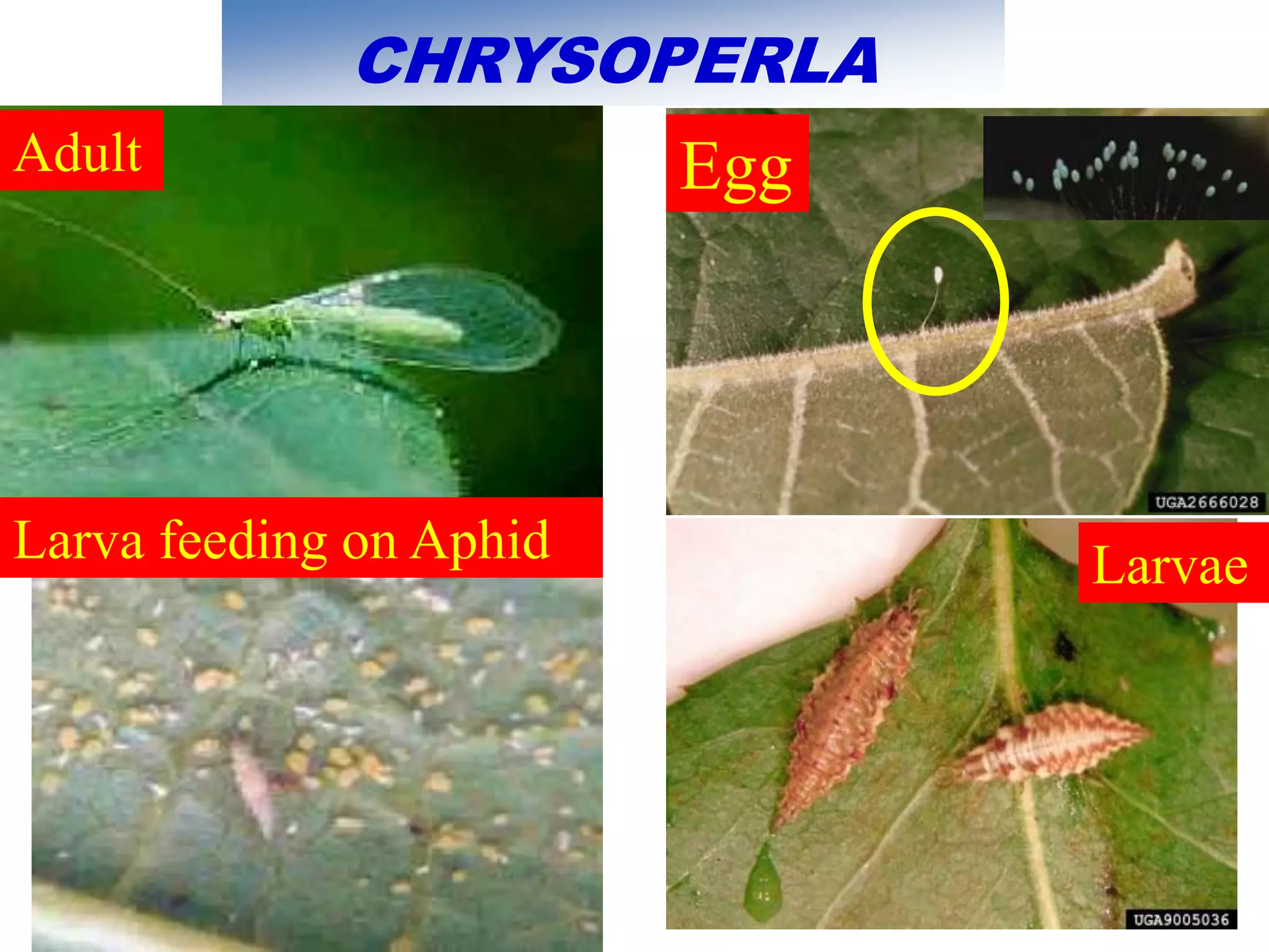 Pests of cotton and their management | PPTX