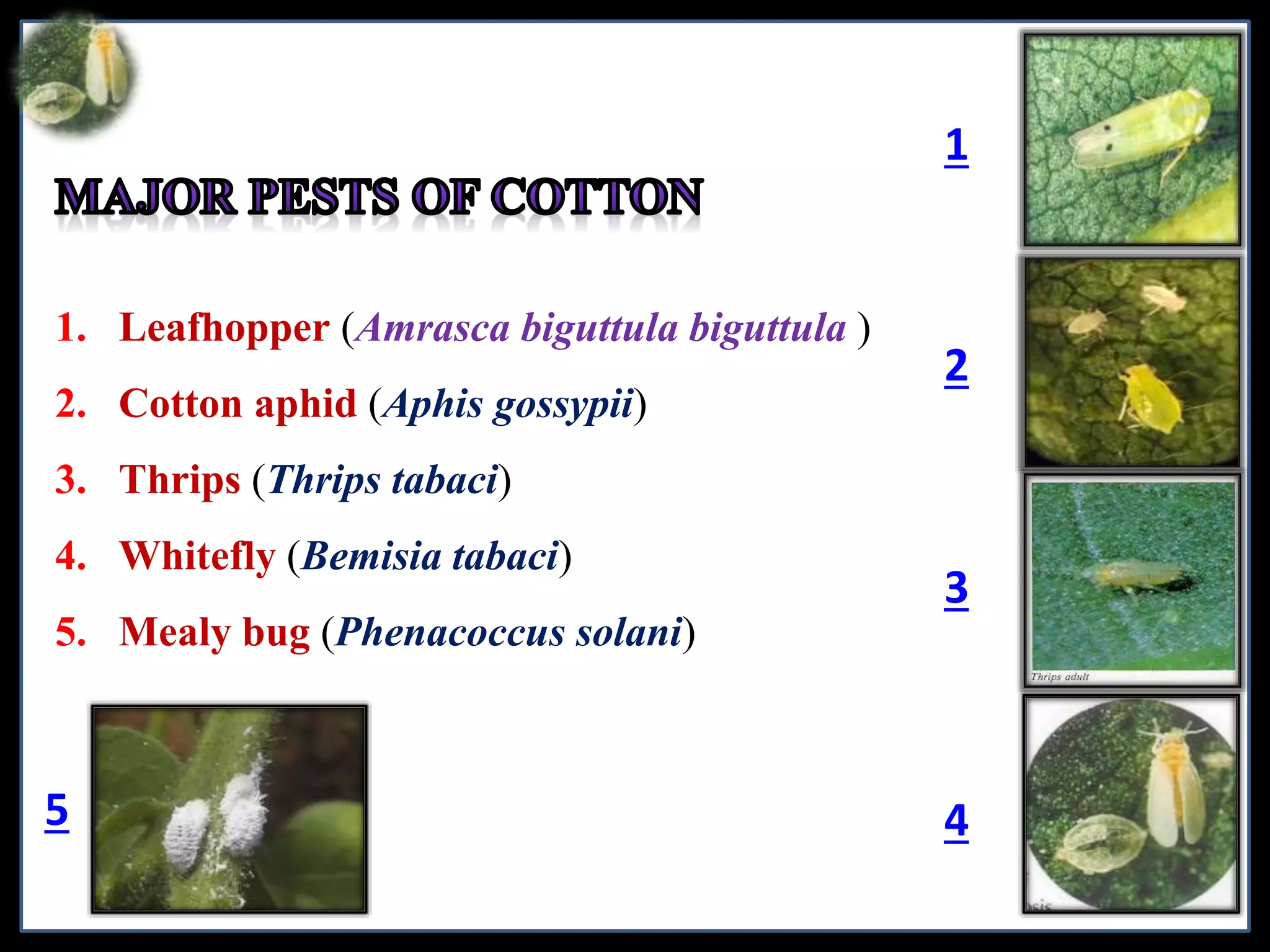 Pests of cotton and their management | PPTX