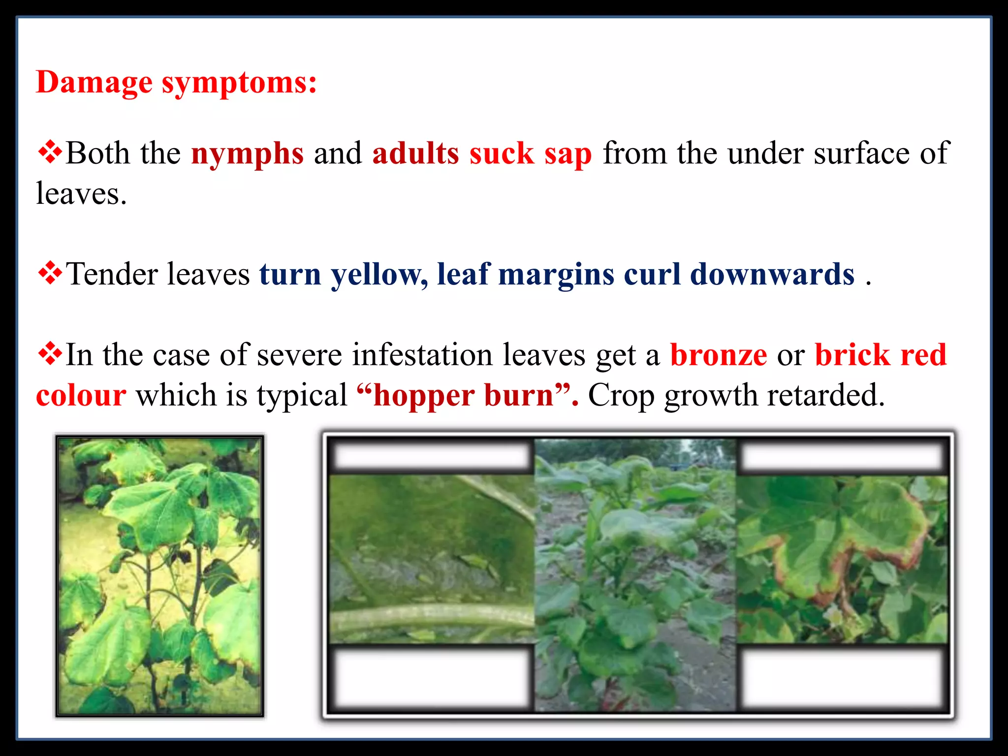 Pests of cotton and their management | PPTX