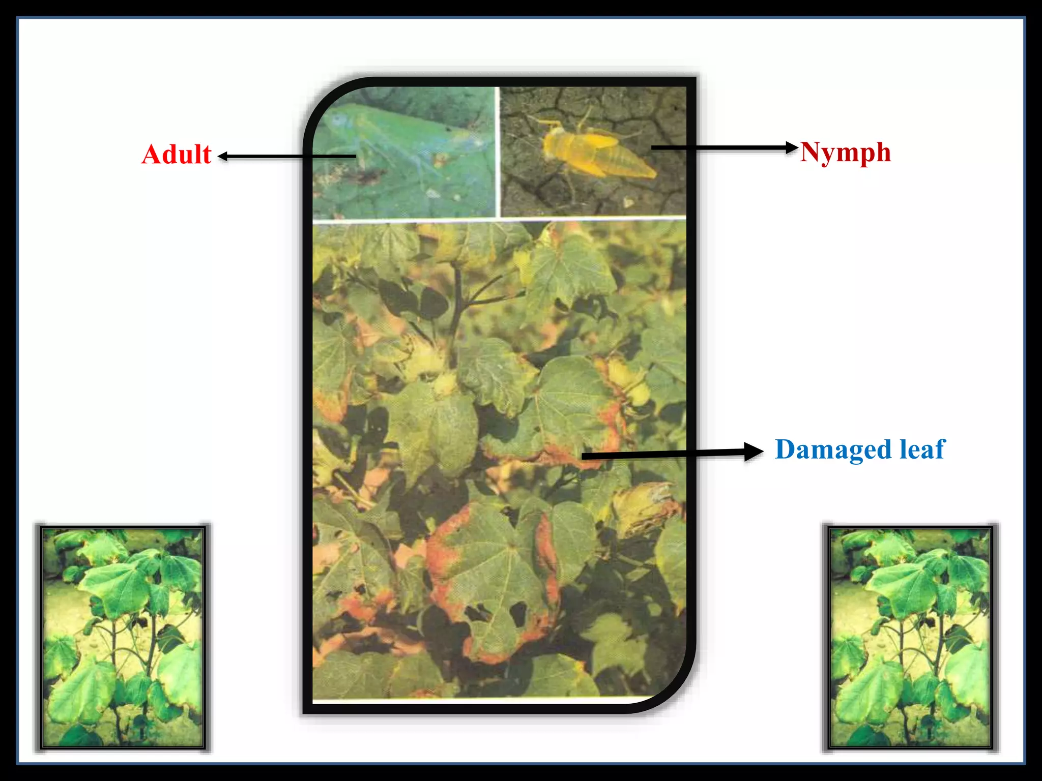Pests of cotton and their management | PPTX