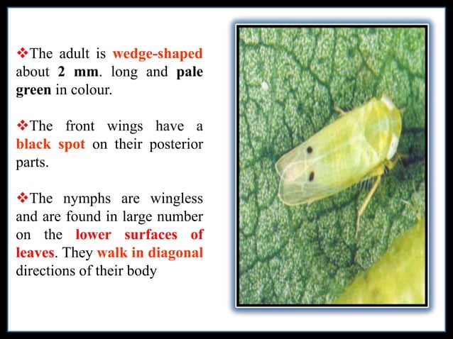 Pests of cotton and their management | PPTX