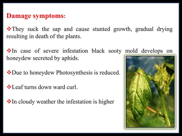 Pests of cotton and their management | PPTX