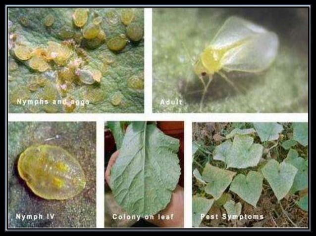 Pests of cotton and their management | PPTX