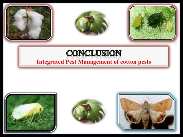 Pests of cotton and their management | PPTX