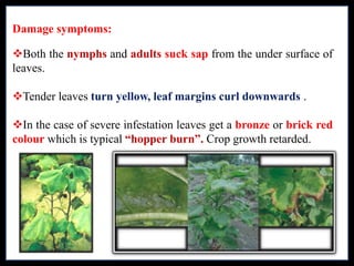 Pests of cotton and their management | PPTX