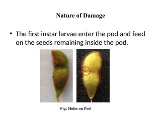 Important major Pests of cowpea and their management.pptx
