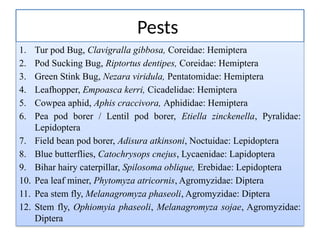 Important major Pests of cowpea and their management.pptx