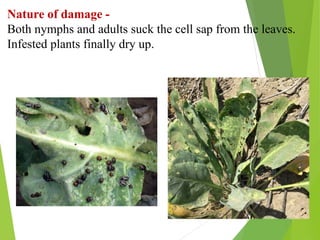 Pests of Cruciferous Crops, their Damage Symptoms and Management ...