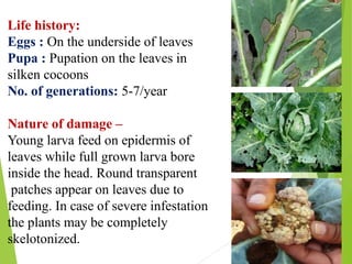Pests of Cruciferous Crops, their Damage Symptoms and Management ...