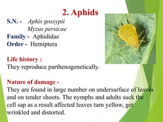 Pests of Cucurbitaceous Vegetables, Colocasia and Moringa their Damage ...