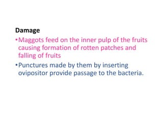 Pests of fruit crops | PPTX