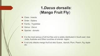 Pests of fruits | PPTX
