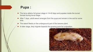 Pests of fruits | PPTX