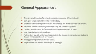 Pests of fruits | PPTX