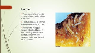 Pests of fruits | PPTX
