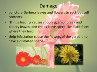 Pests of gerbera | PPTX
