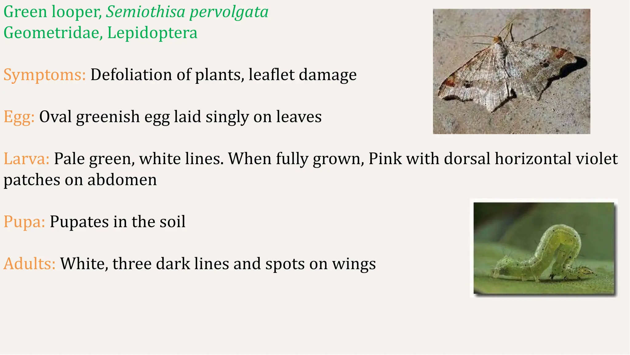 Pests of Green manures daincha,sunhemp.pptx